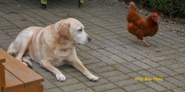 Training Your Dog With Chickens | City Boy Hens