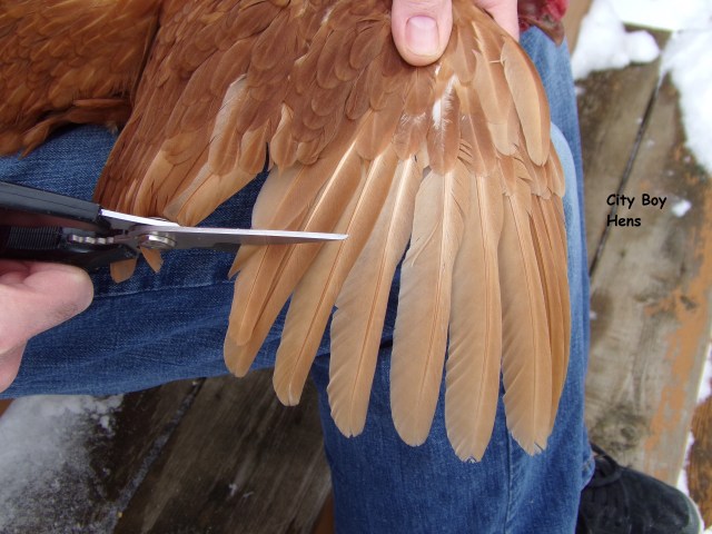 Trimming Flight Feathers | City Boy Hens