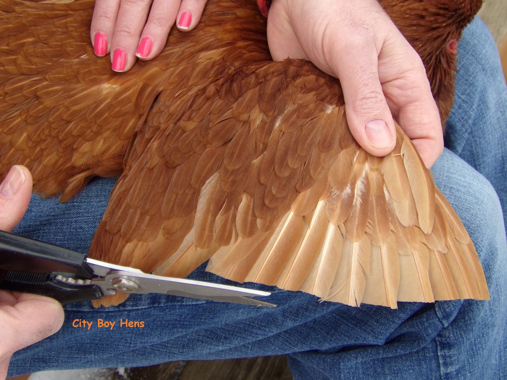 Trimming Flight Feathers | City Boy Hens