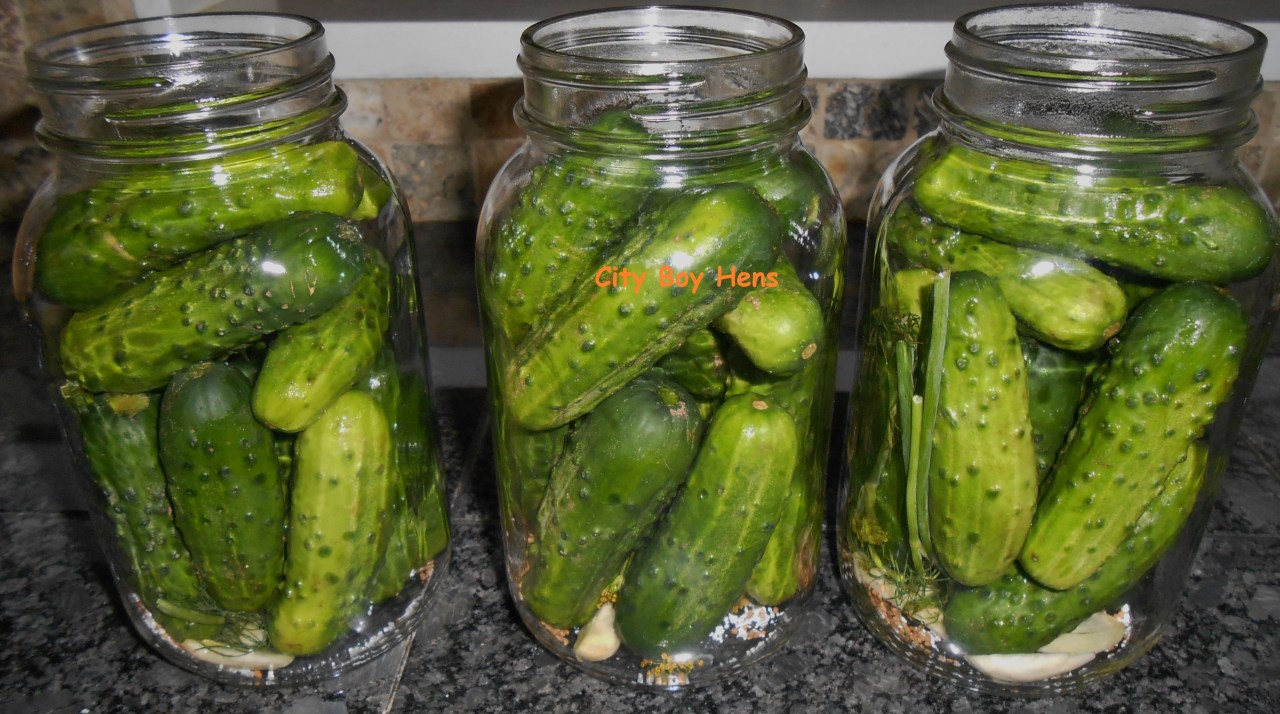 The Crunchiest Dill Pickles Ever! | City Boy Hens