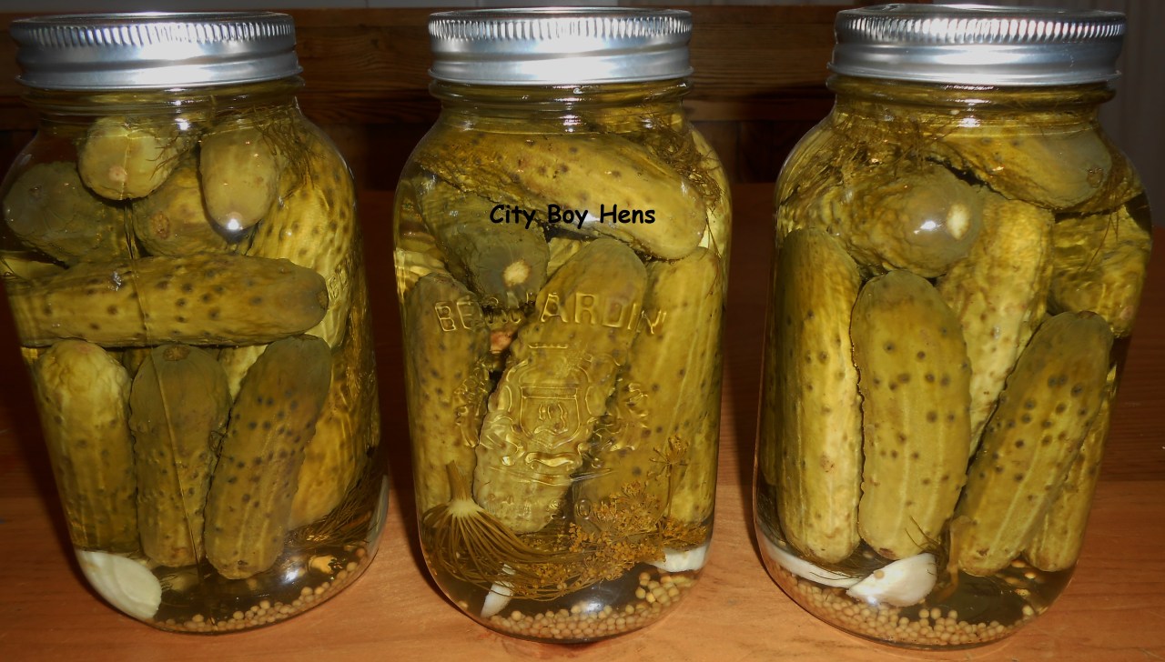 The Crunchiest Dill Pickles Ever! | City Boy Hens