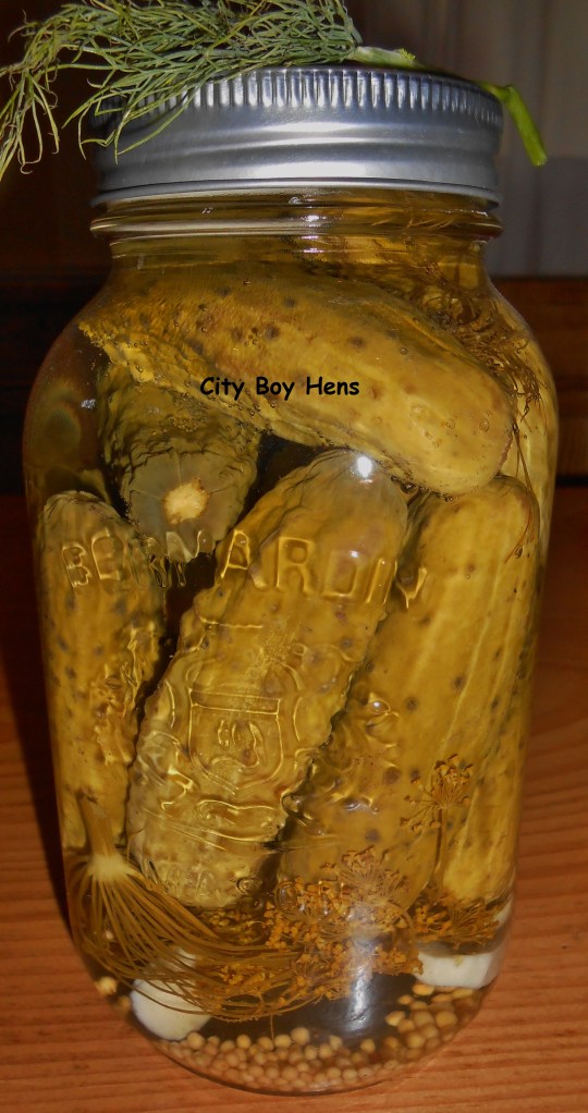 The Crunchiest Dill Pickles Ever! | City Boy Hens