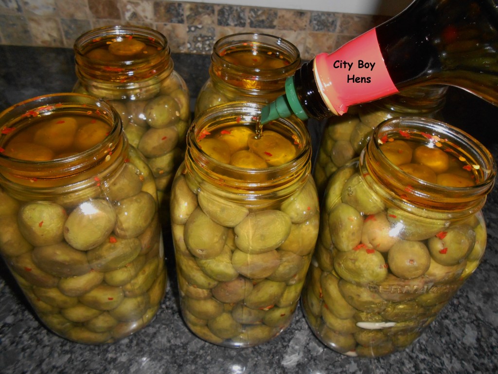 Curing Olives May Be EASIER Than You Think! | City Boy Hens