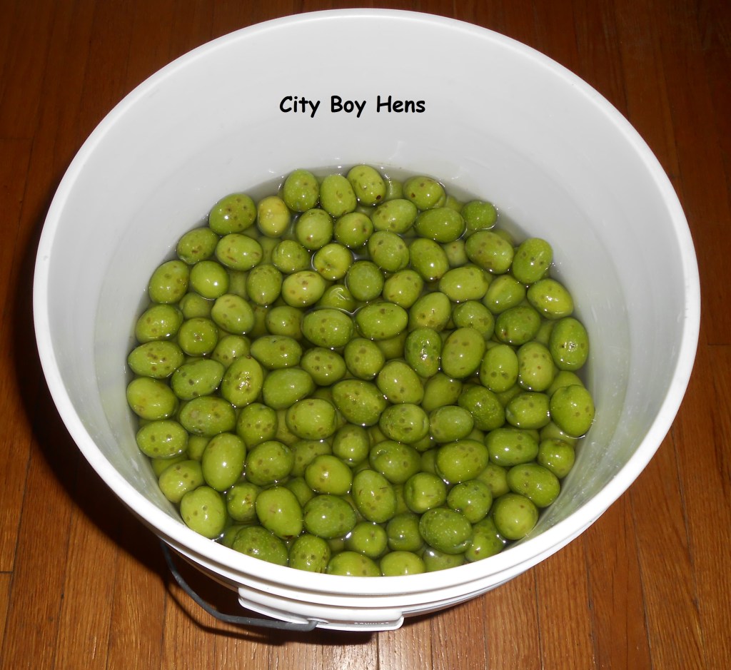 Curing Olives May Be EASIER Than You Think! | City Boy Hens