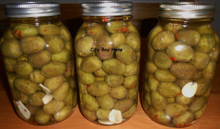 Curing Olives May Be EASIER Than You Think! | City Boy Hens