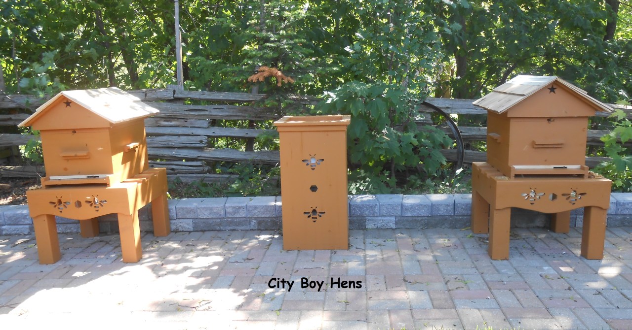 City Boy Hens | Stepping Back To A Simpler Time!